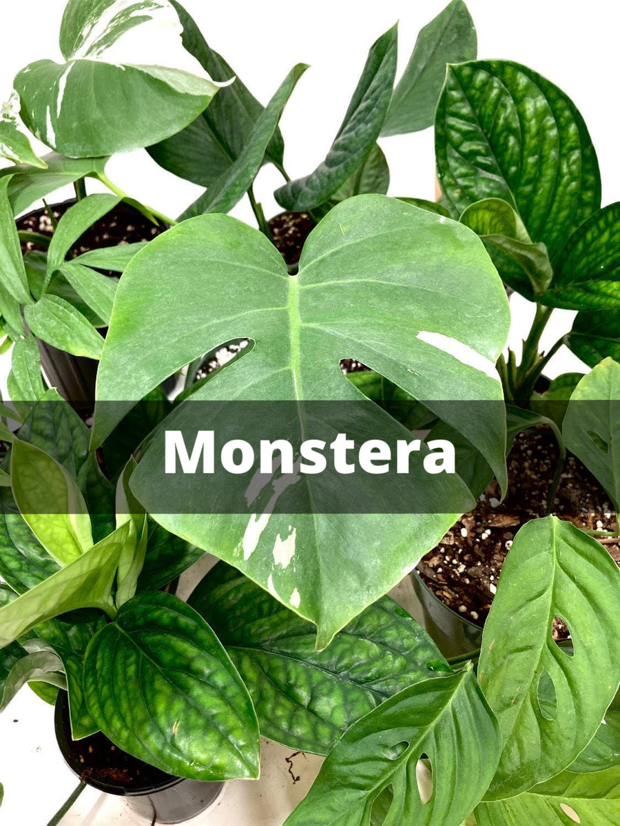 Monstera – Page 2 – Canopy Plant Co.
