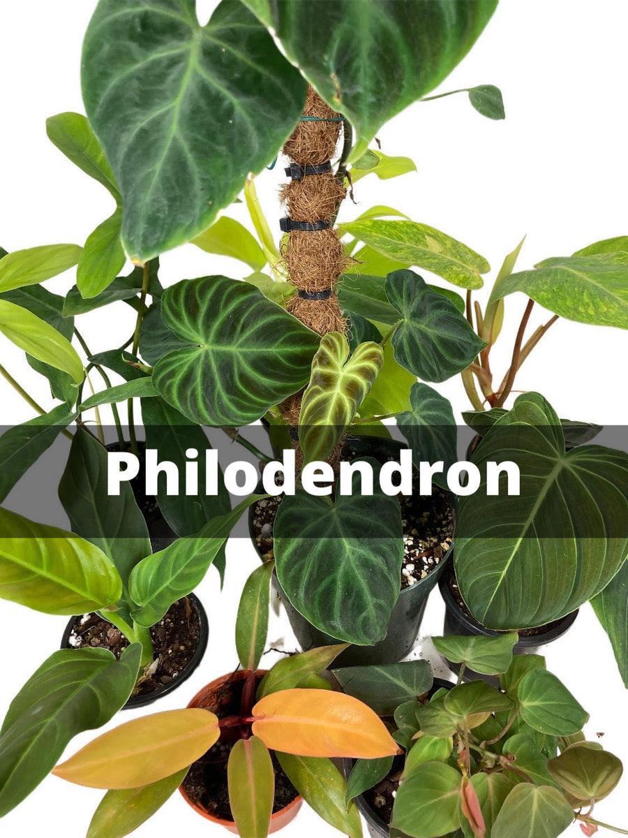 Philodendron – Canopy Plant Co.