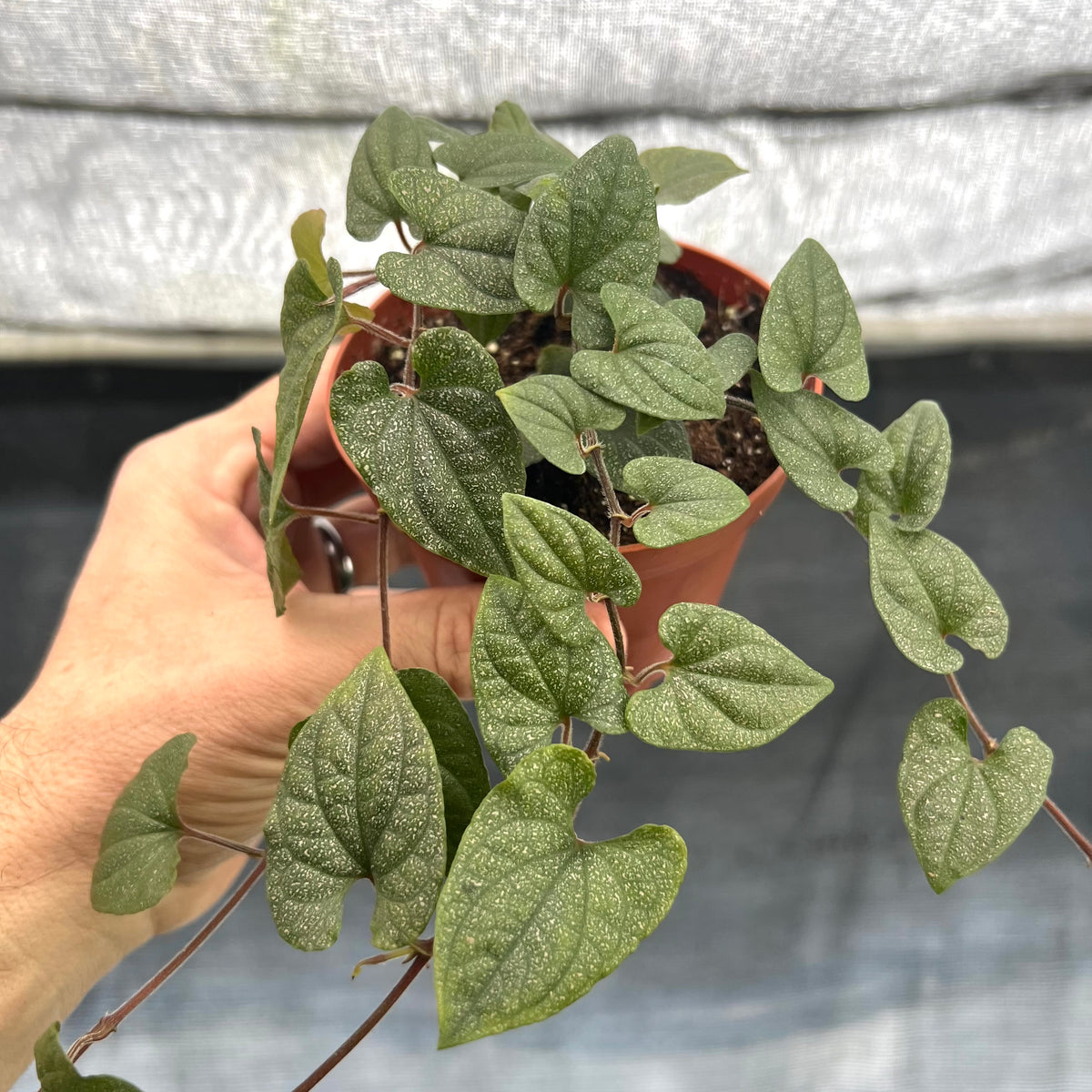4" Piper 'Silver Flecks' – Canopy Plant Co.