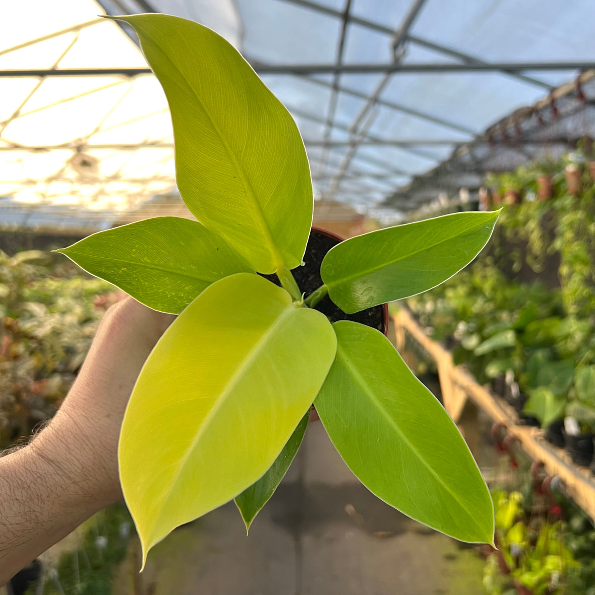 4" Philodendron ‘Moonlight’ – Canopy Plant Co.
