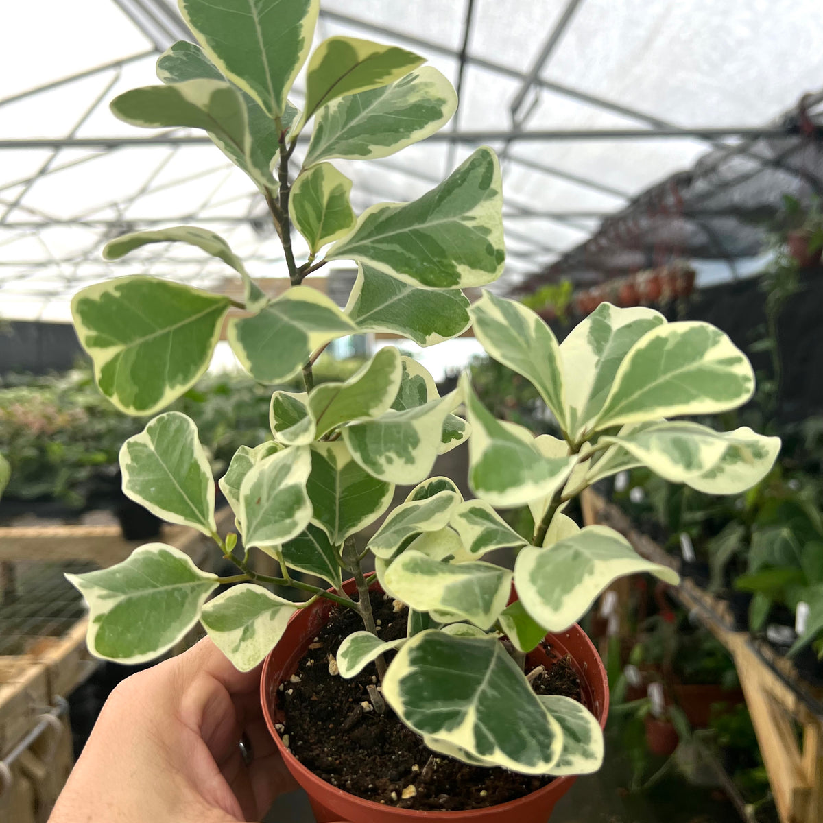 4" Ficus triangularis variegated – Canopy Plant Co.