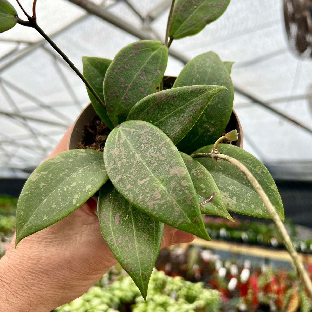 5" Hoya wibergiae (Pink Splash) – Canopy Plant Co.