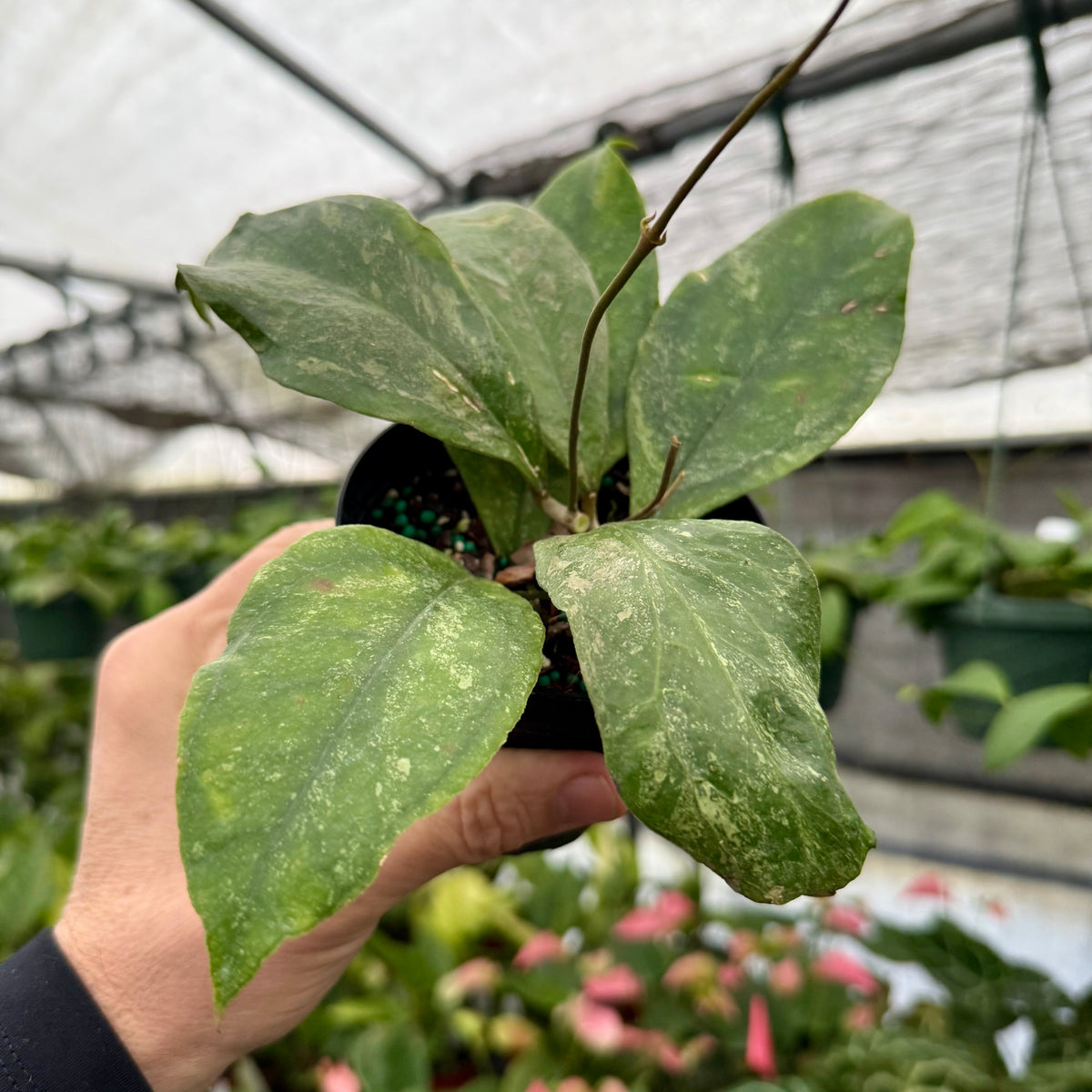 4” Hoya 'Chicken Farm' – Canopy Plant Co.