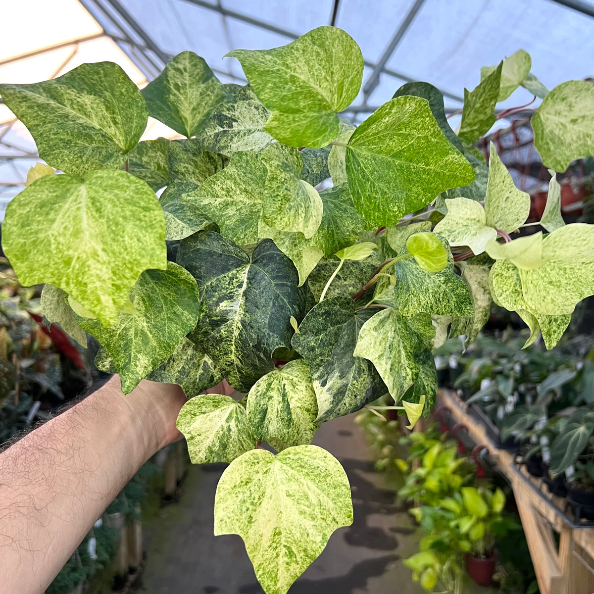 6" Algerian Ivy variegated 'Tropical Blizzard' – Canopy Plant Co.