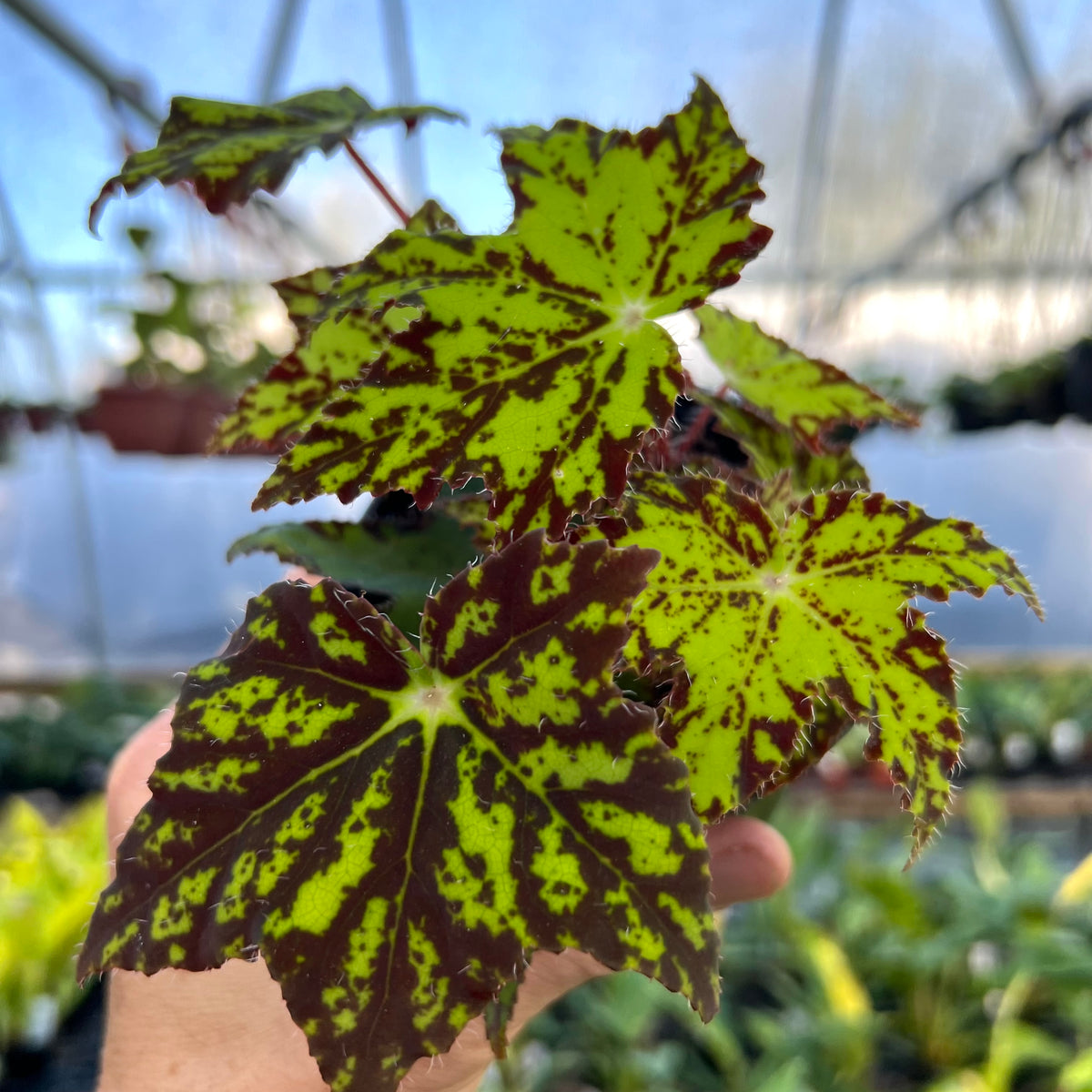 4" Begonia 'Geometry' – Canopy Plant Co.