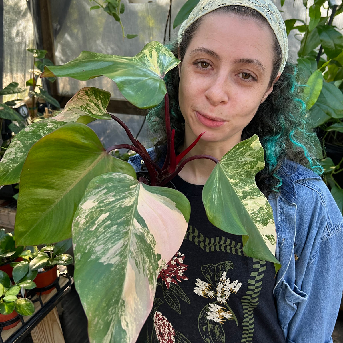 4” Philodendron 'Strawberry Shake' – Canopy Plant Co.