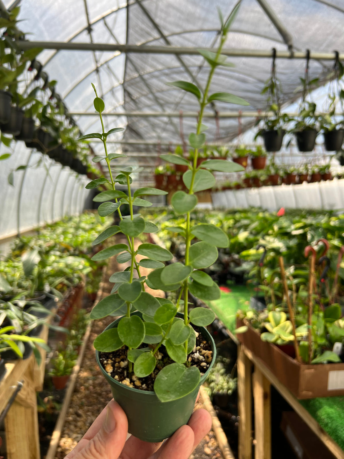 Canopy Plant Co. | Your Source For Unique Tropical Plants!
