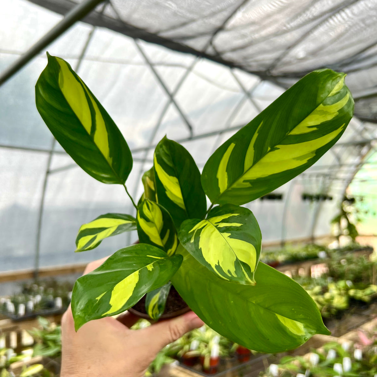 4" Calathea Pilosa – Canopy Plant Co.