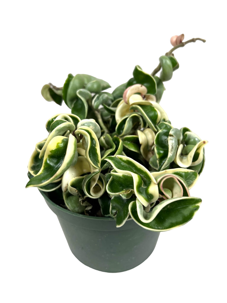 Canopy Plant Co. | Your Source For Unique Tropical Plants!