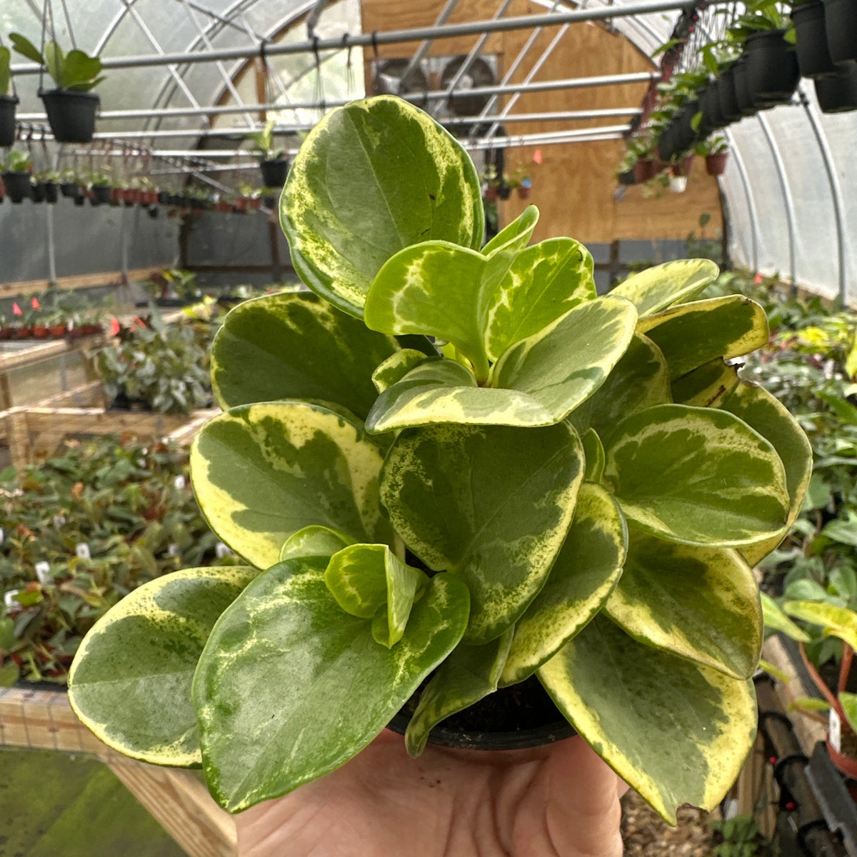 4" Peperomia Golden Gate – Canopy Plant Co.