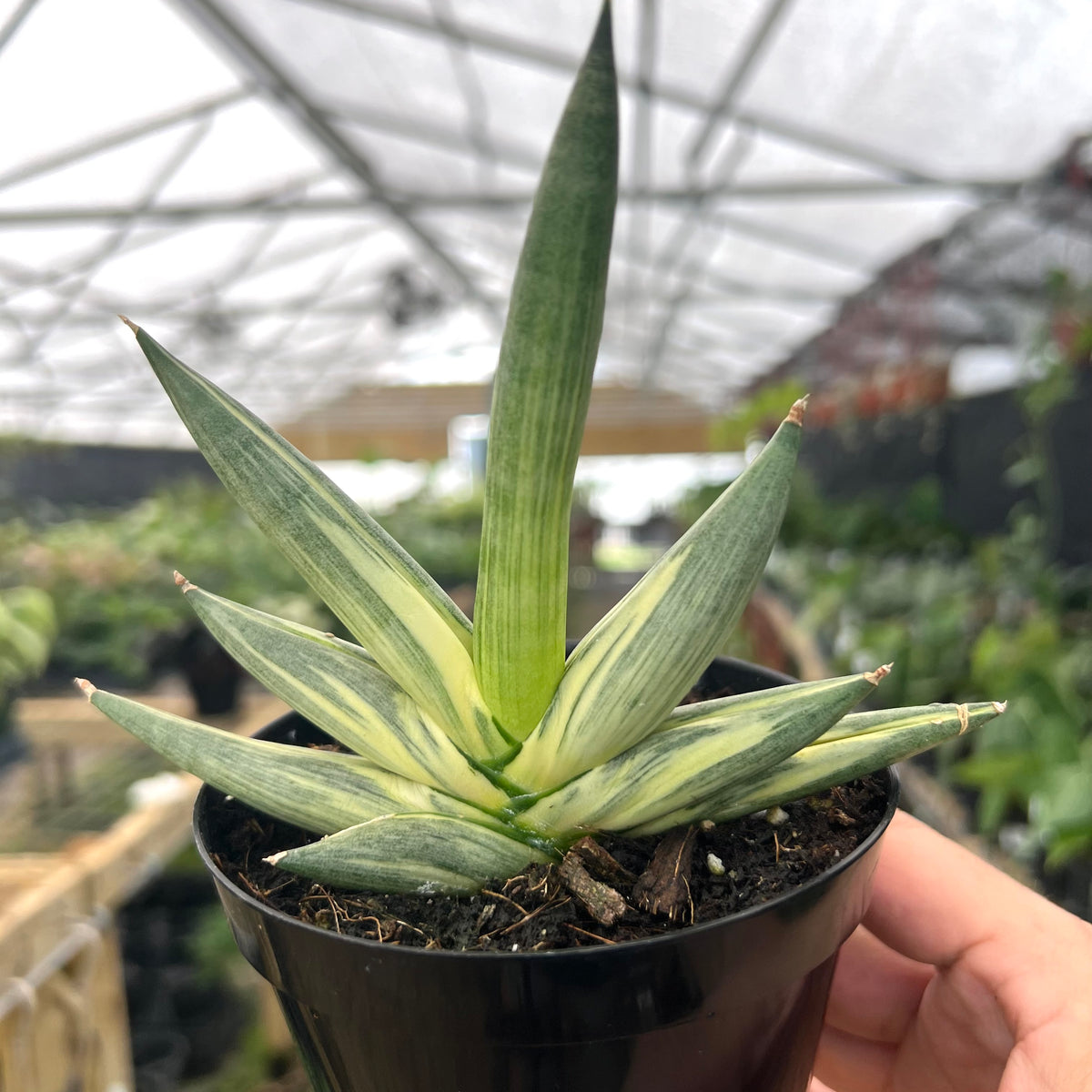 4" Sansevieria cylindrica 'Boncel' (variegated) – Canopy Plant Co.