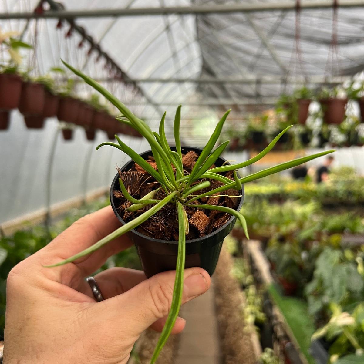 3" Hoya acicularis v. mutate – Canopy Plant Co.