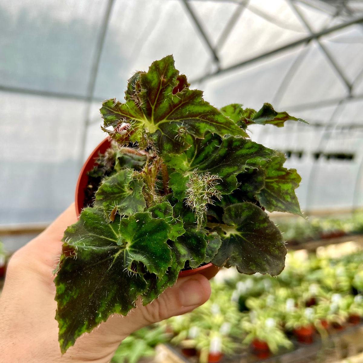 4" Begonia ‘Unique’ – Canopy Plant Co.