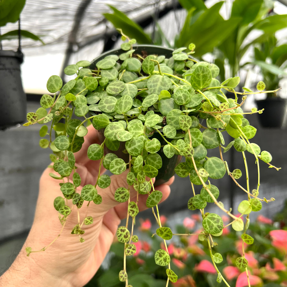 4” Peperomia 'String of Turtles' – Canopy Plant Co.