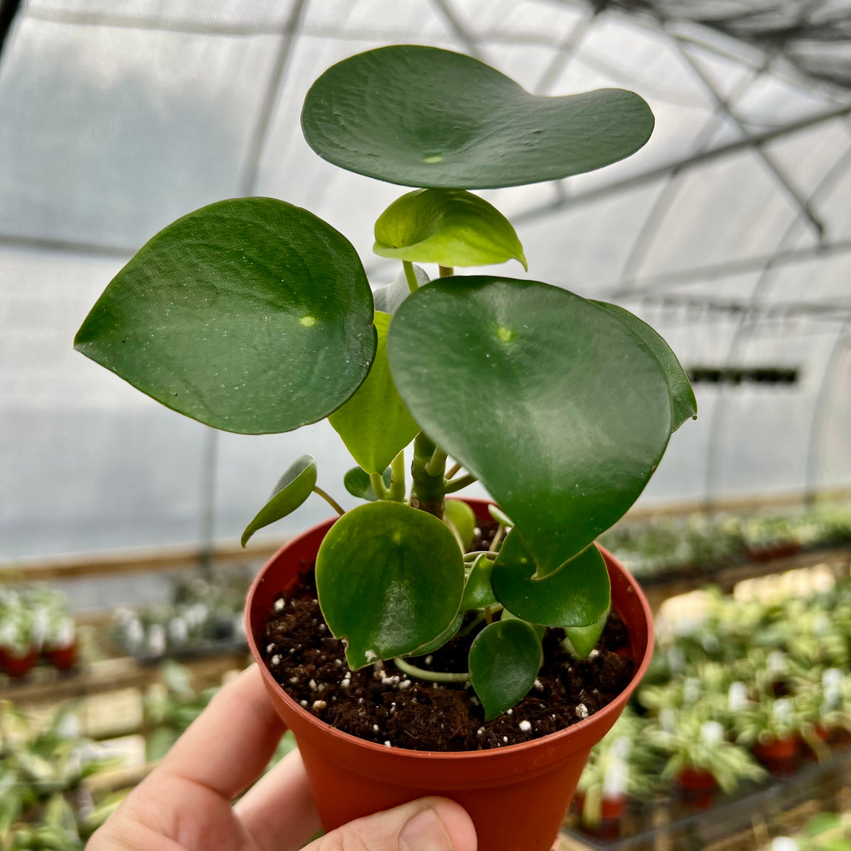 4" Peperomia polybotrya 'Raindrop' – Canopy Plant Co.