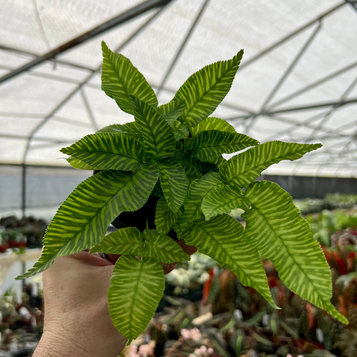 4" ‘Golden Zebra’ fern (Coniogramme emeiensis) – Canopy Plant Co.