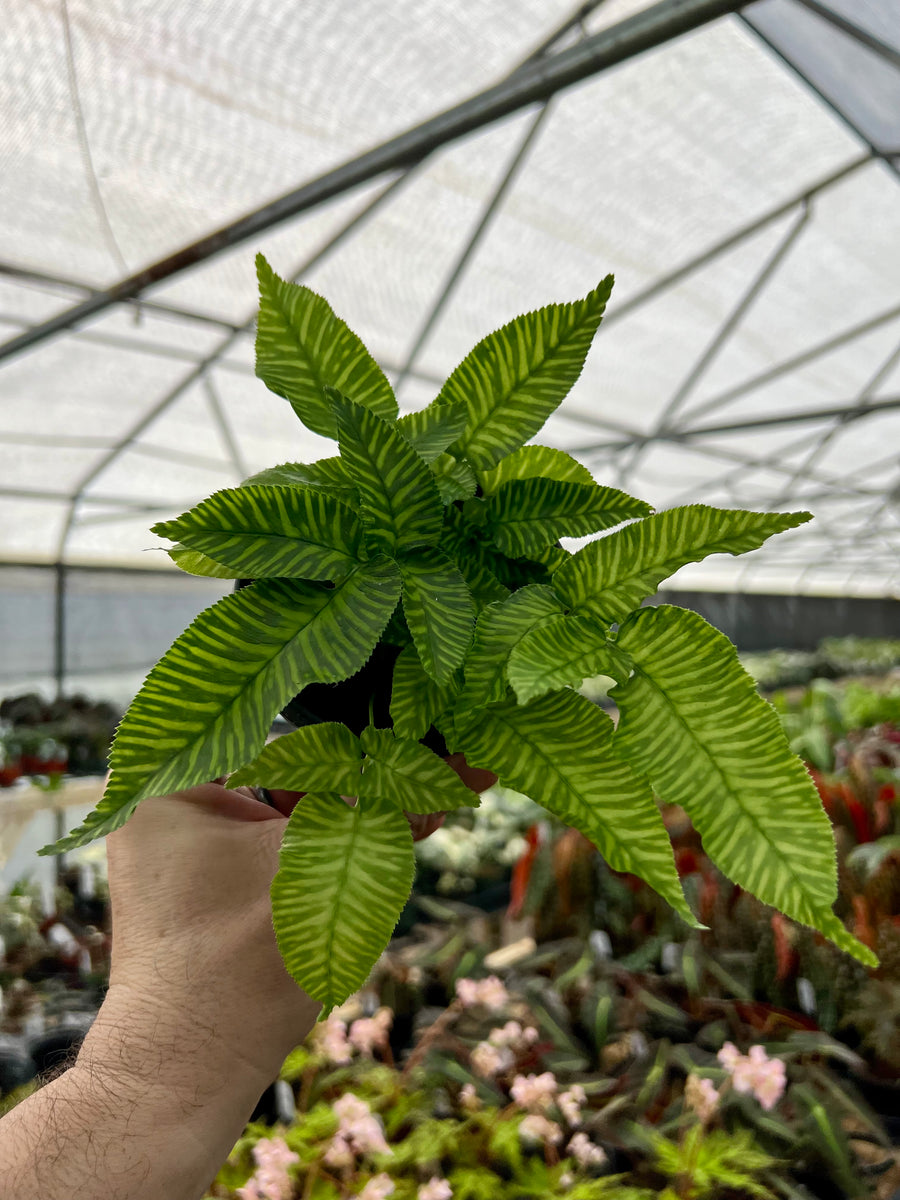 4" ‘Golden Zebra’ fern (Coniogramme emeiensis) – Canopy Plant Co.