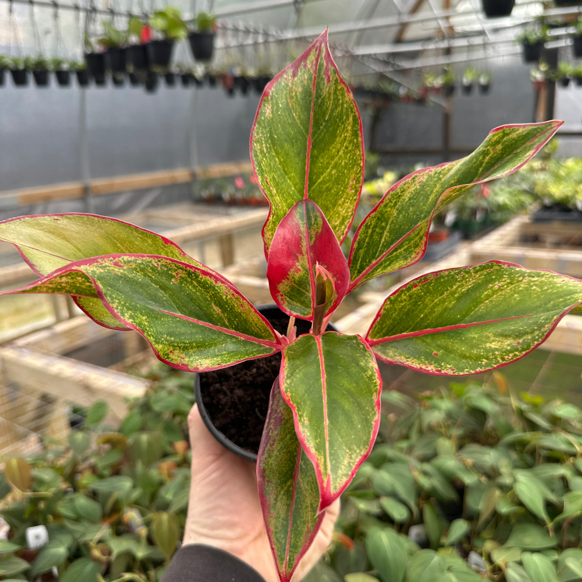 4" Aglaonema Red Creta – Canopy Plant Co.