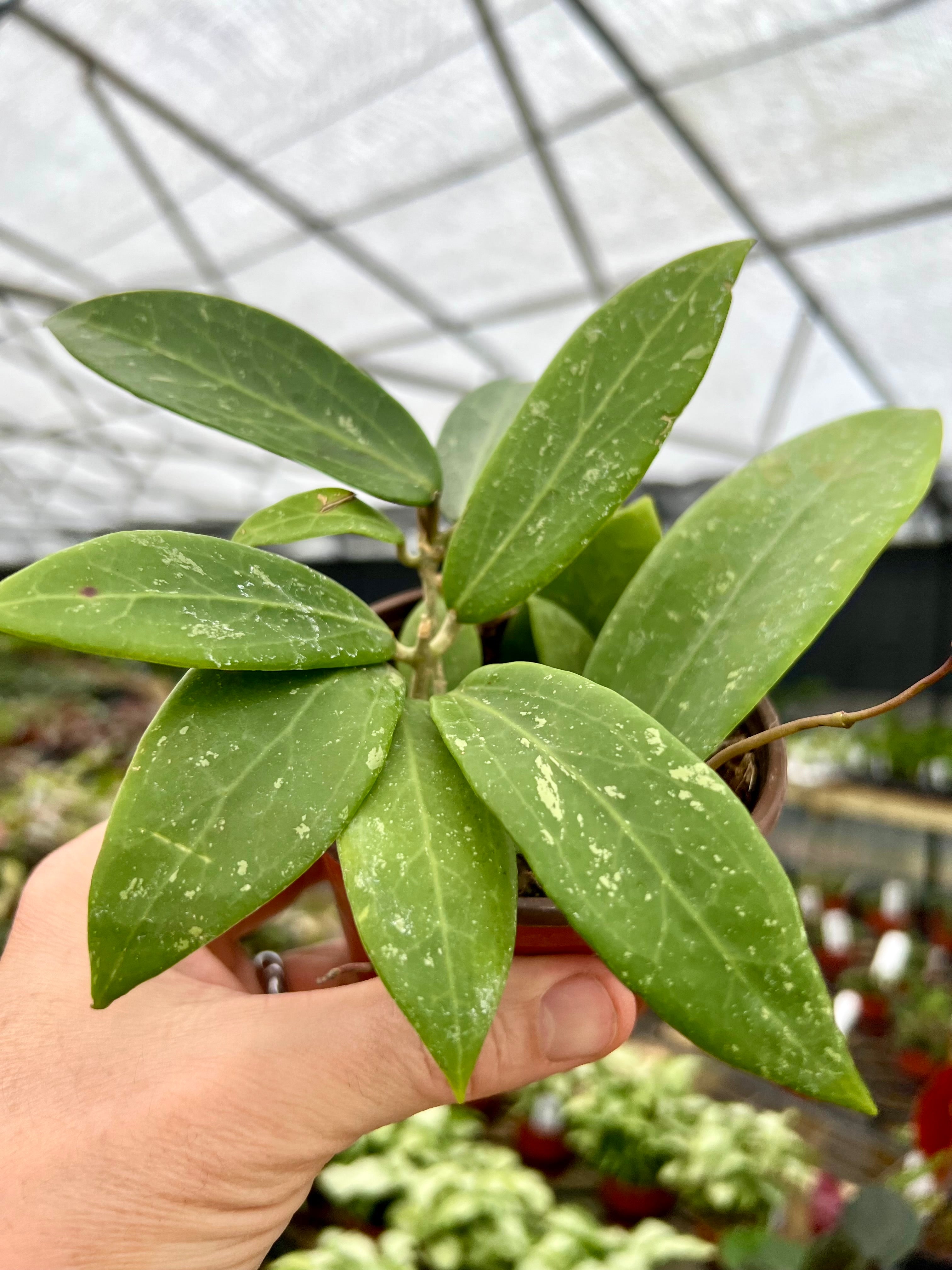 Hoya – Page 2 – Canopy Plant Co. Hoya – Page 2 – Canopy Plant Co.