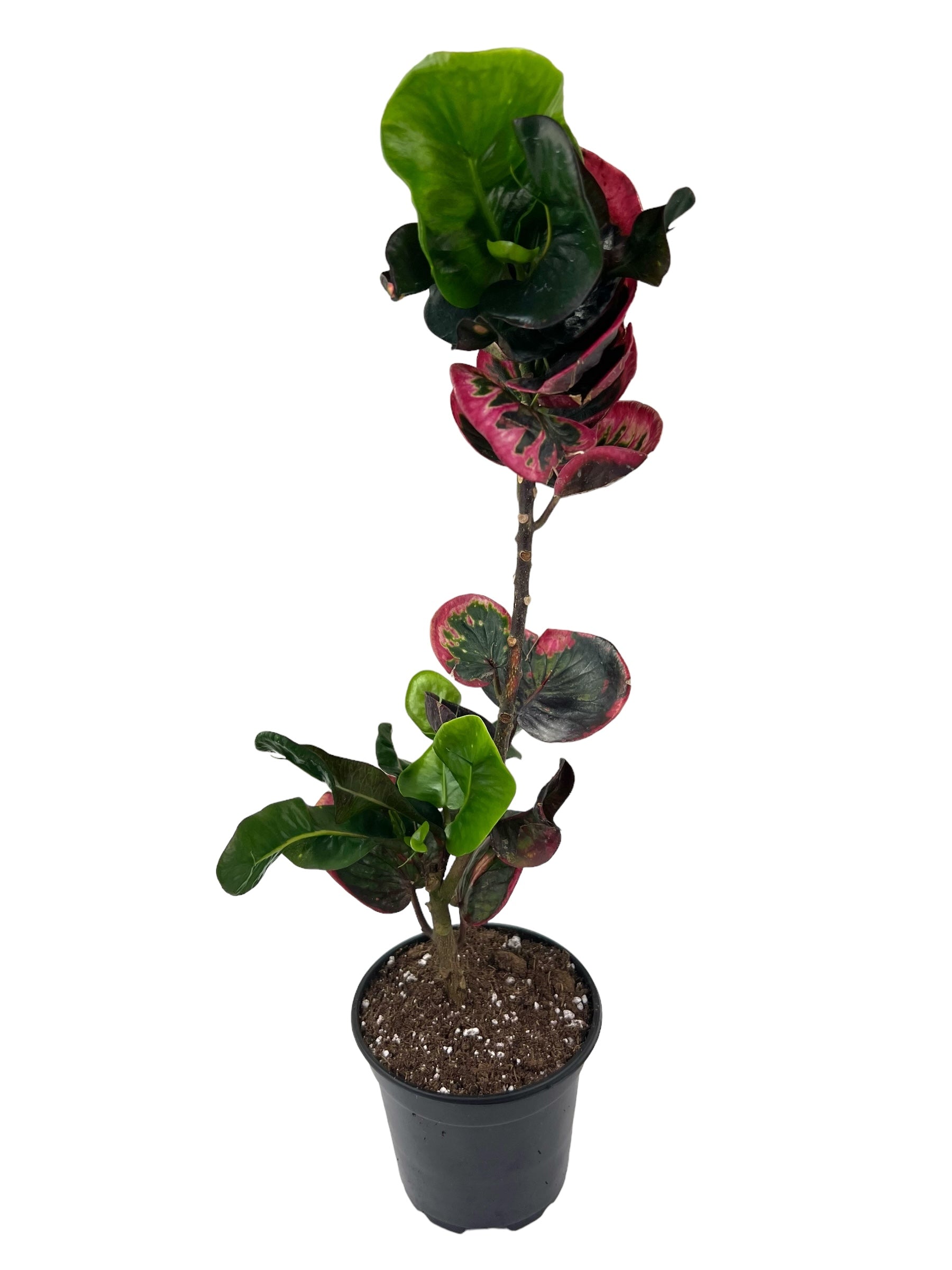 4" Croton Rose – Canopy Plant Co.