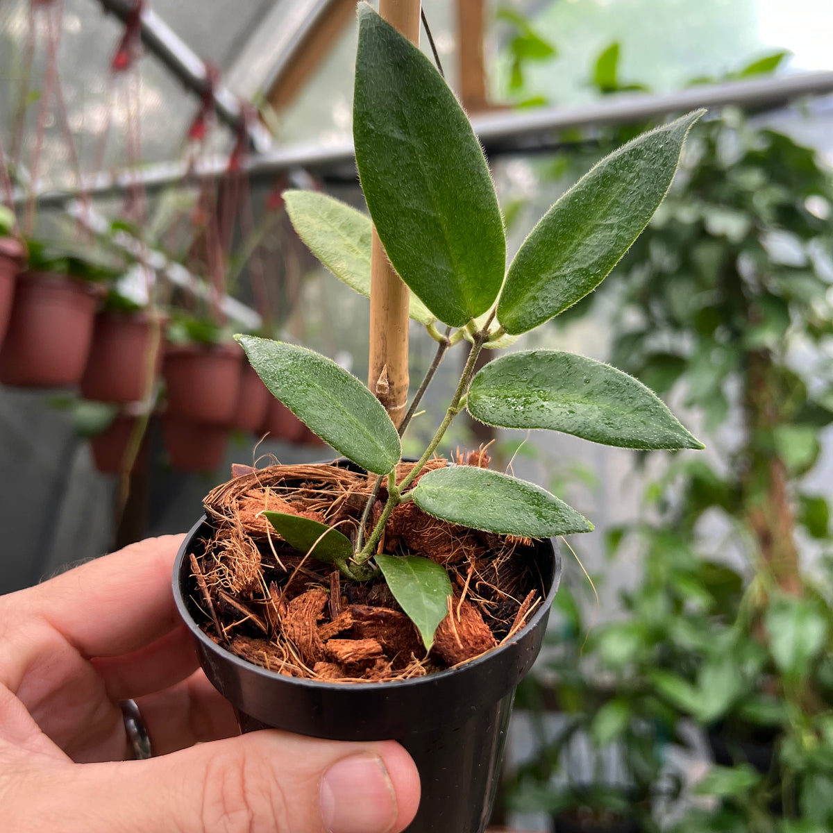 3" Hoya patella – Canopy Plant Co.
