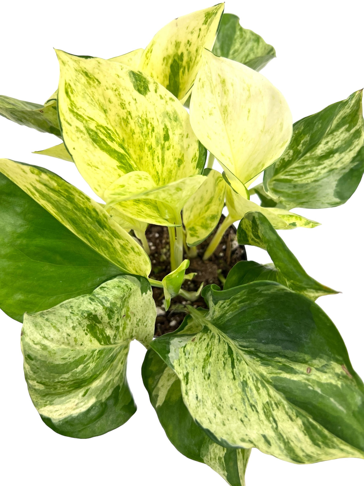 4" Pothos Manjula – Canopy Plant Co.