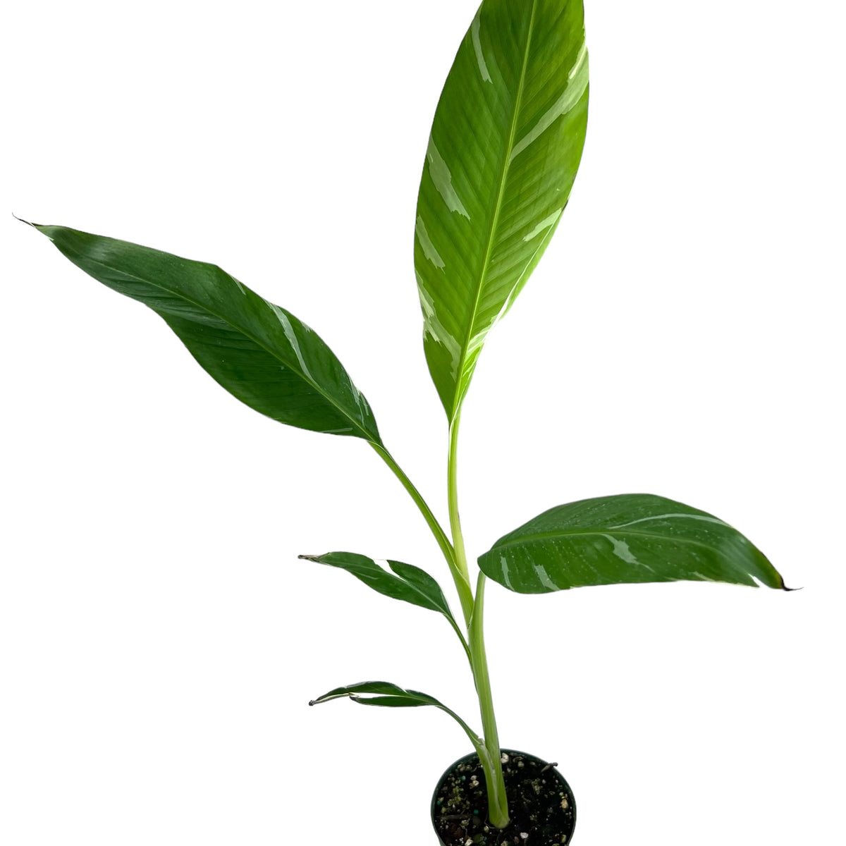 4" Musa Banana variegated – Canopy Plant Co.