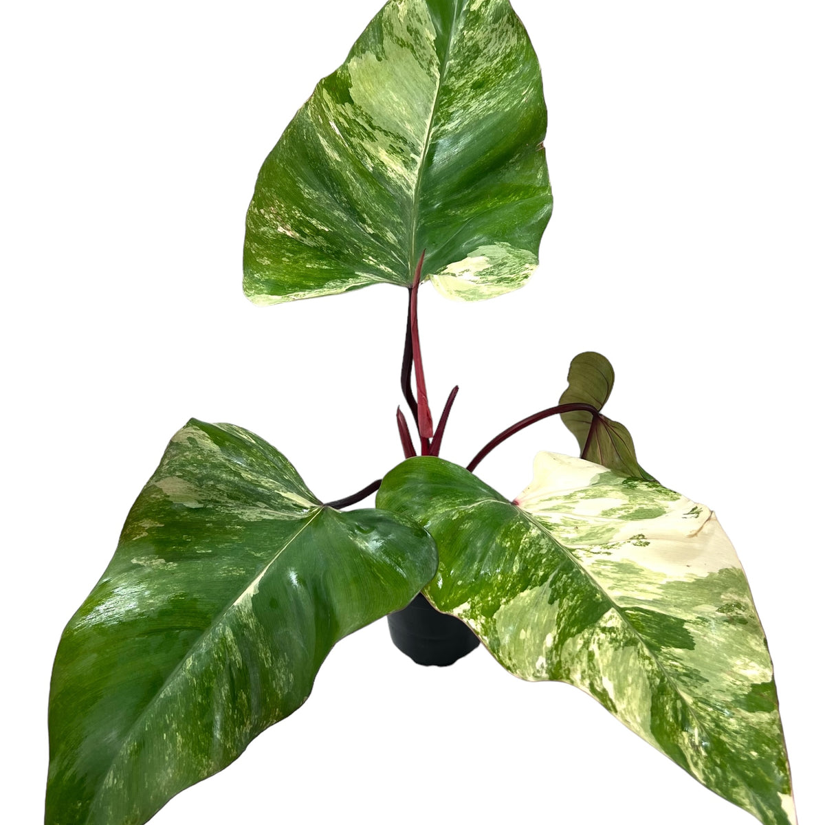 4” Philodendron Strawberry Shake – Canopy Plant Co.