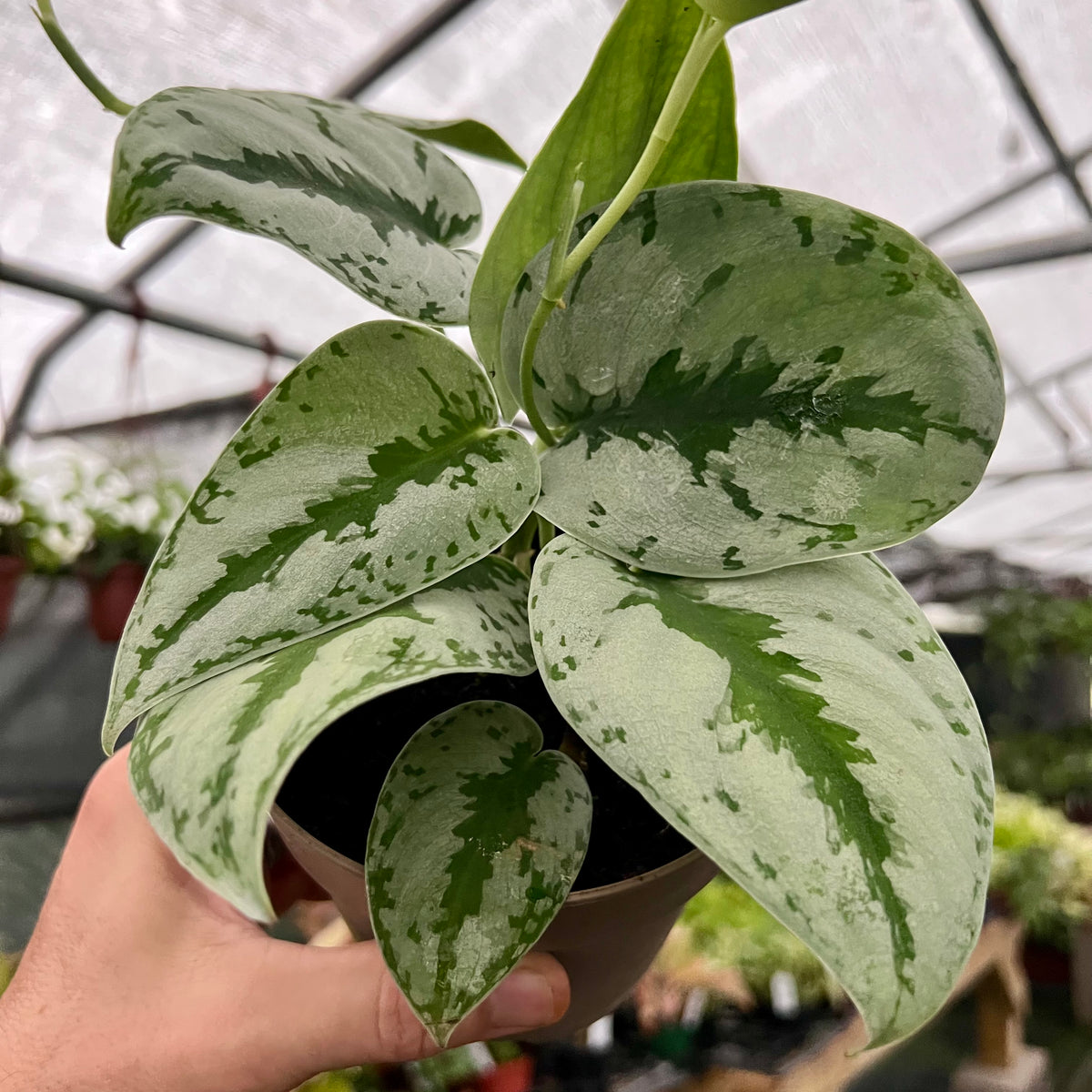 5” Scindapsus 'Sparkling Borneo' – Canopy Plant Co.