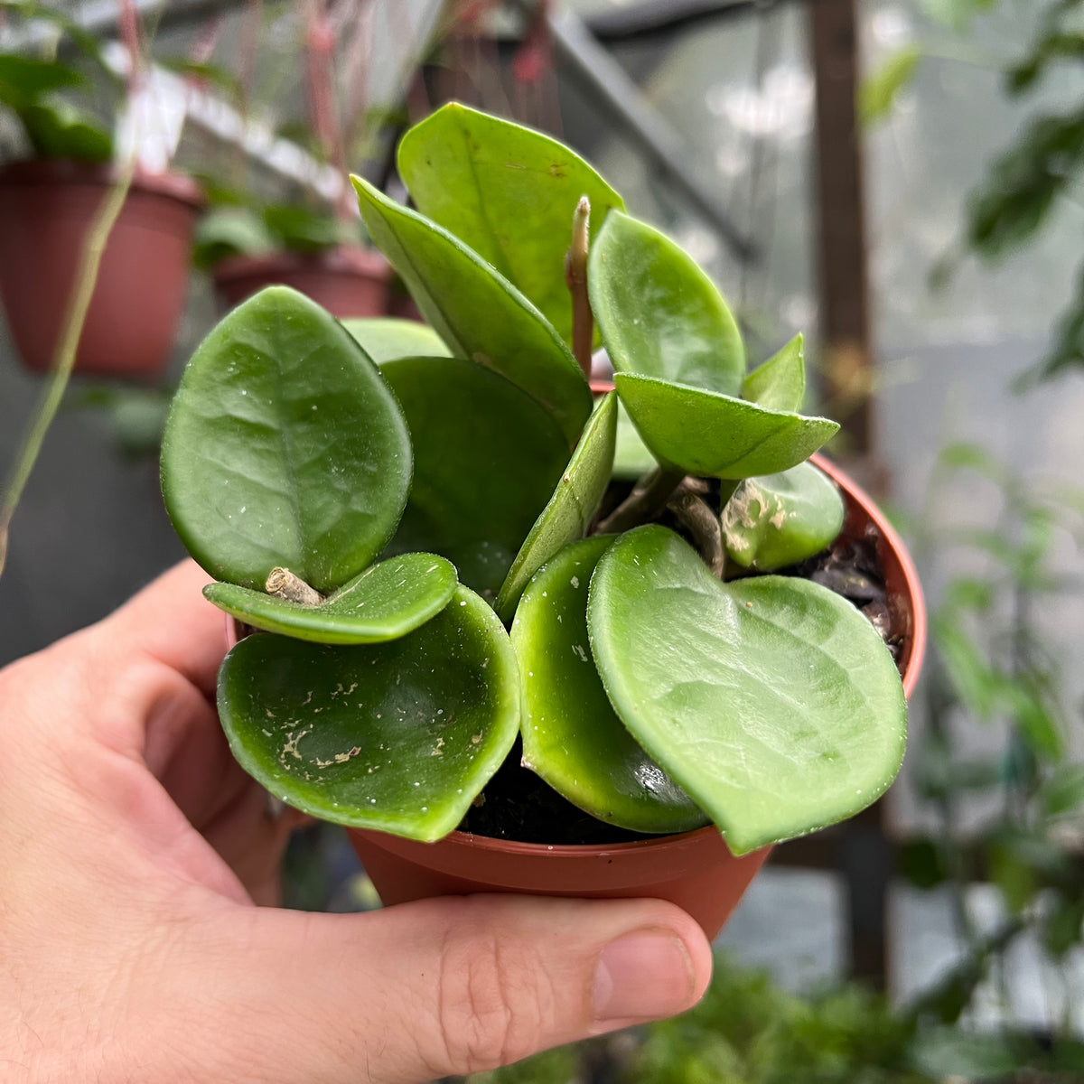 4" Hoya Chelsea – Canopy Plant Co.