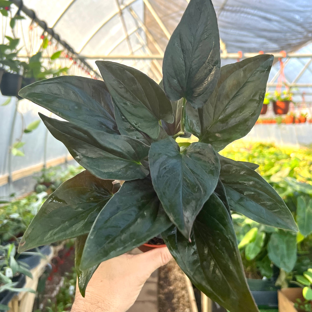 4" Syngonium erythrophyllum 'Red Arrow’ – Canopy Plant Co.