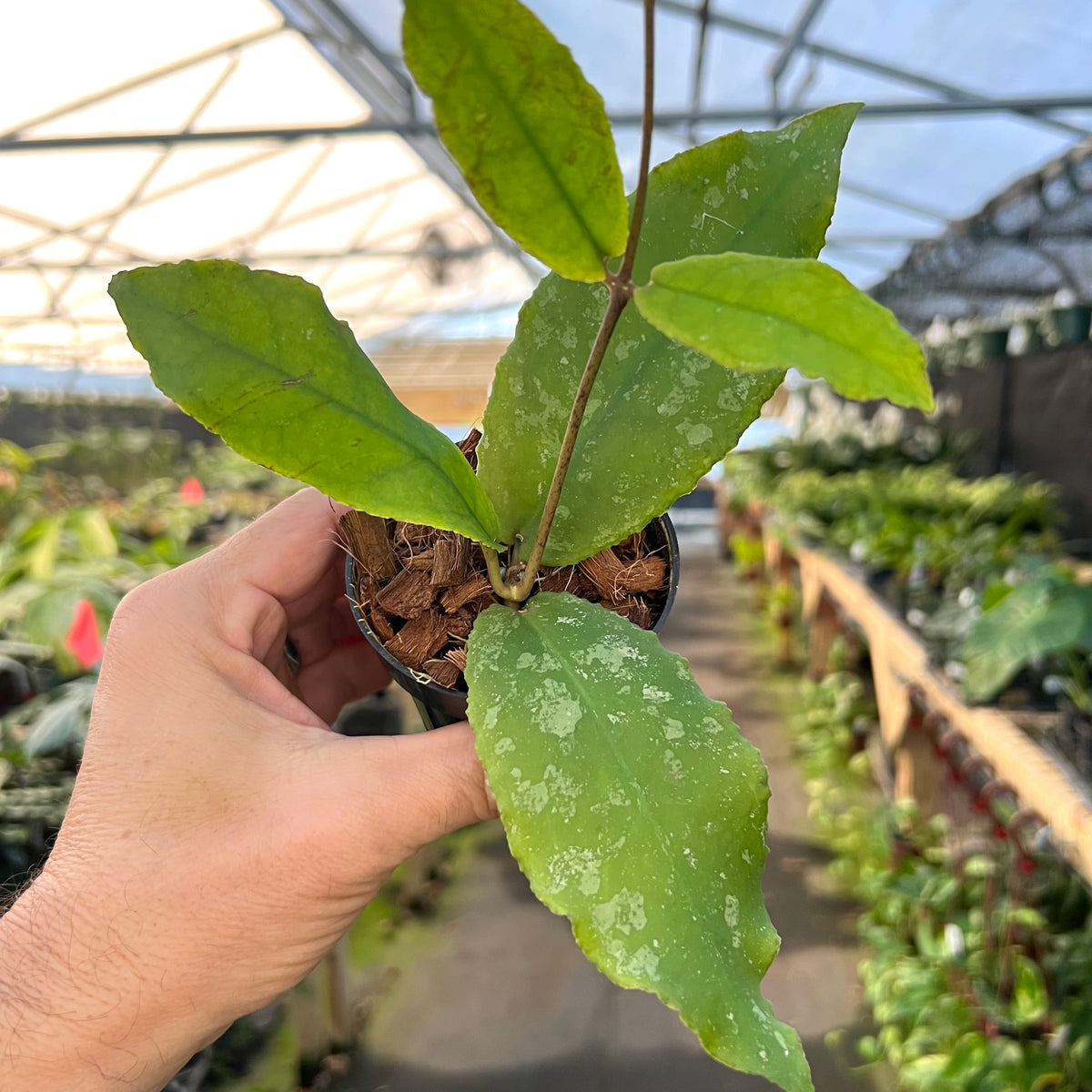 3" Hoya undulata – Canopy Plant Co.