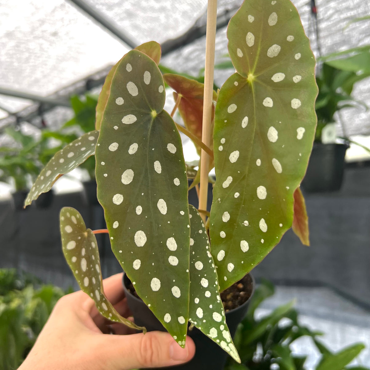 4" Begonia maculata – Canopy Plant Co.