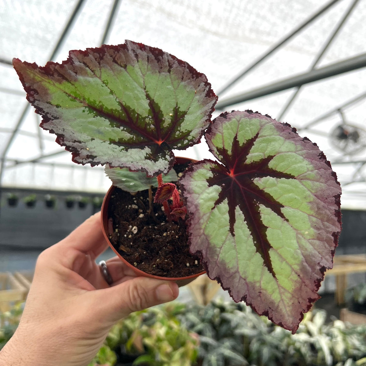 4" Begonia Firewoman – Canopy Plant Co.