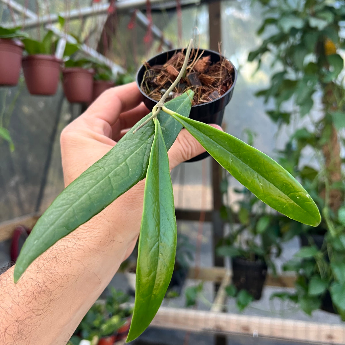3" Hoya sulawesiana – Canopy Plant Co.