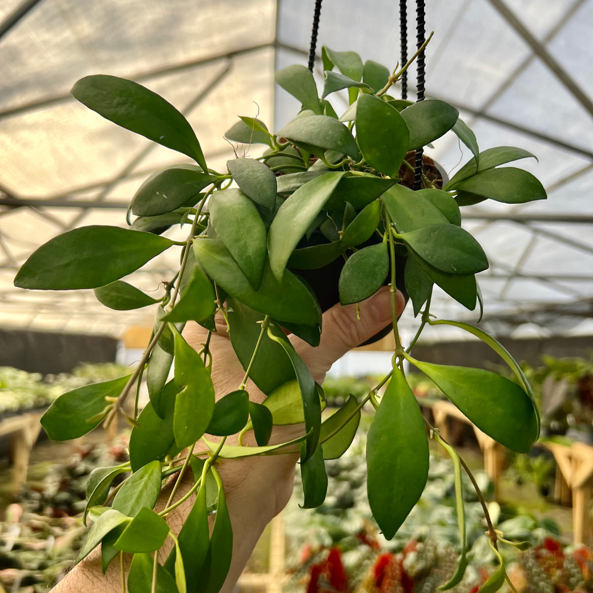 4" Hoya Noona hanging basket – Canopy Plant Co.
