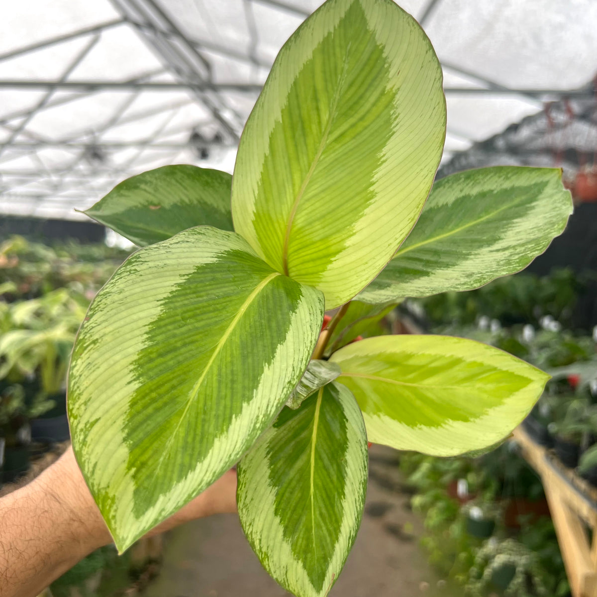 4" Calathea Gecko – Canopy Plant Co.