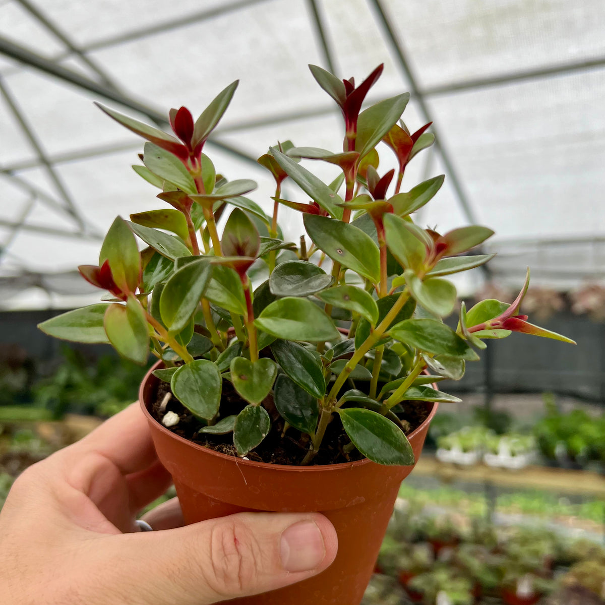 4" Columnea gloriosa (Black Gold) – Canopy Plant Co.