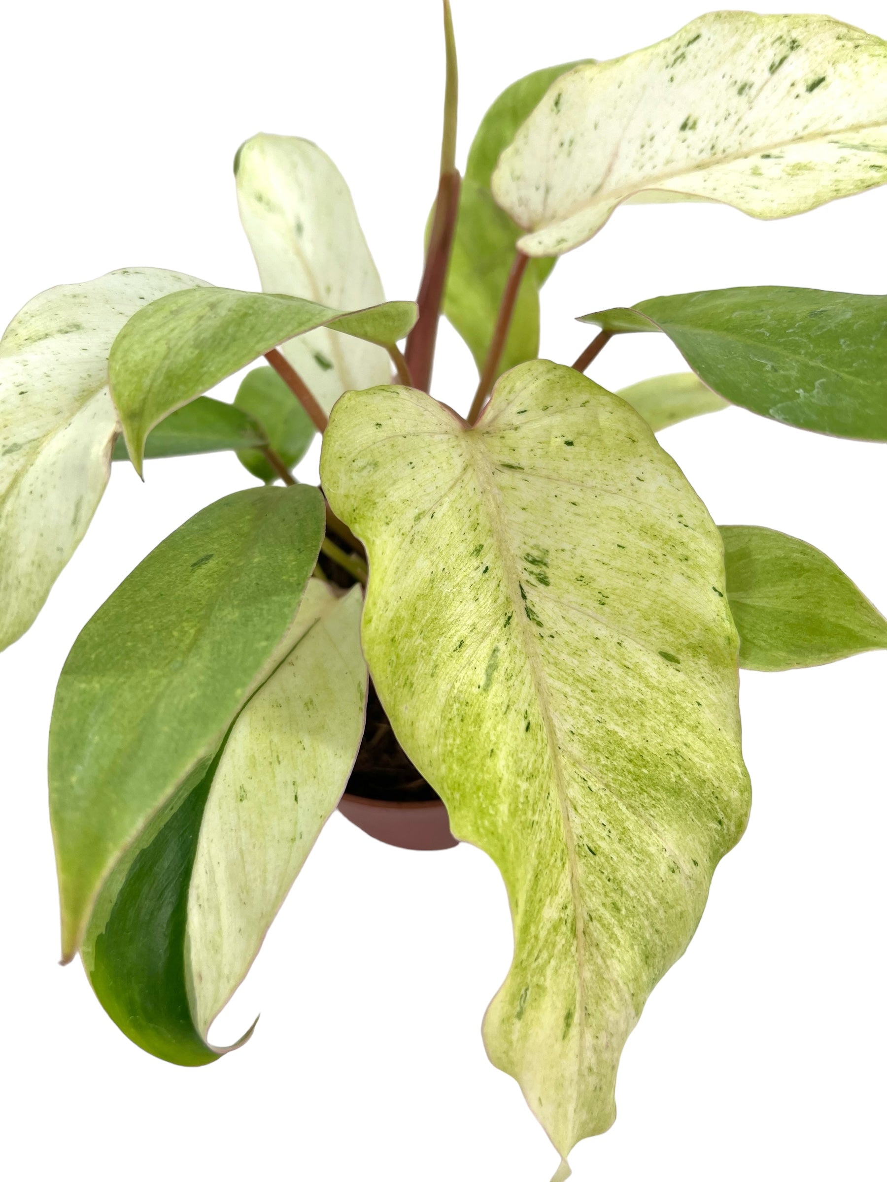 4" Philodendron Snowdrift – Canopy Plant Co.