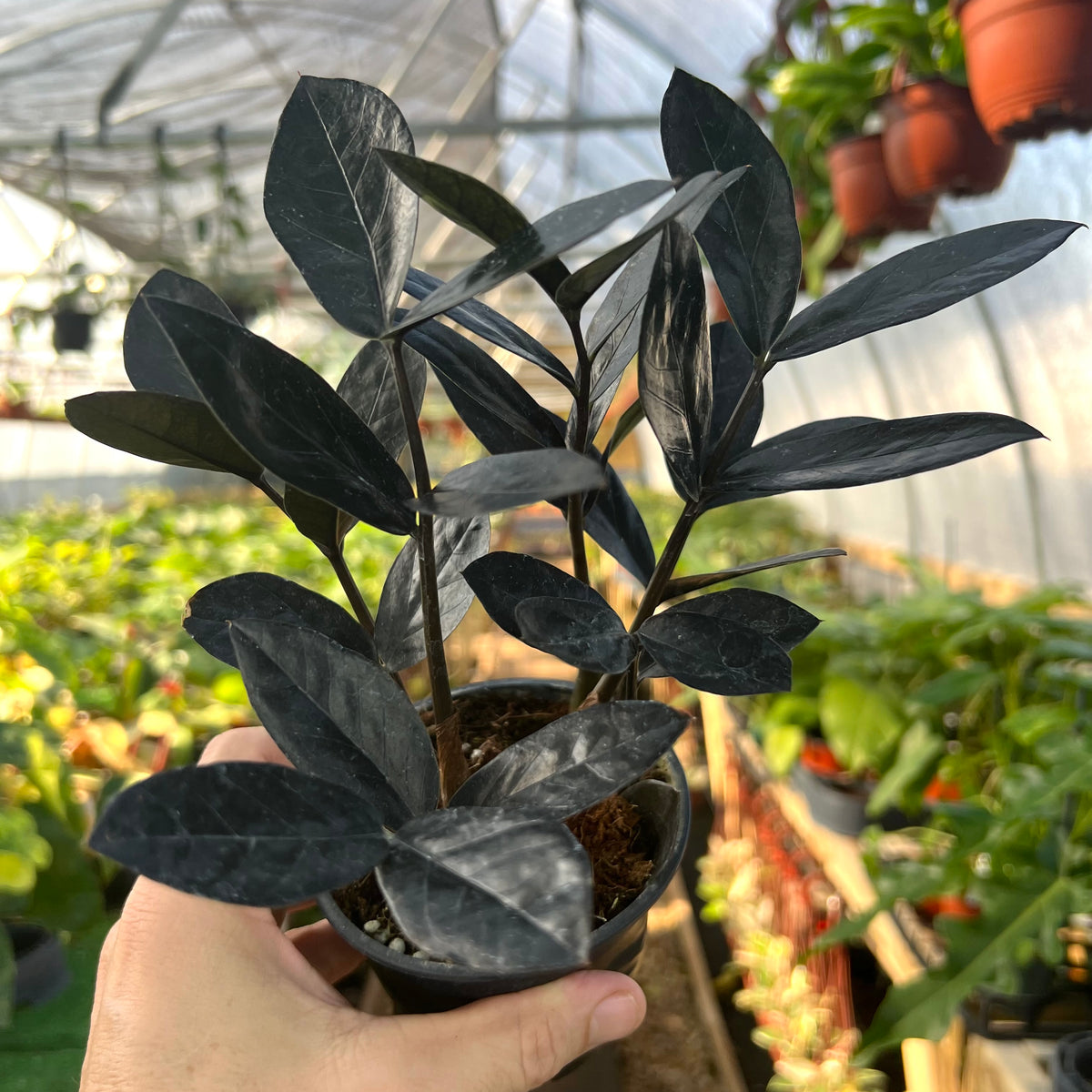 4" Zamioculcas zamiifolia 'Black' (ZZ Plant) – Canopy Plant Co.