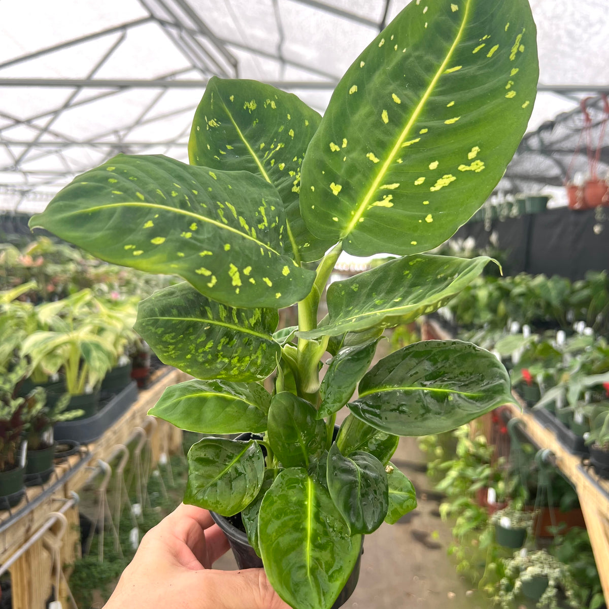 4" Dieffenbachia 'Reflector' – Canopy Plant Co.