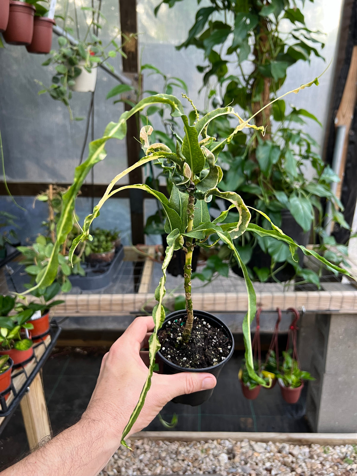 Canopy Plant Co. | Your Source For Unique Tropical Plants!