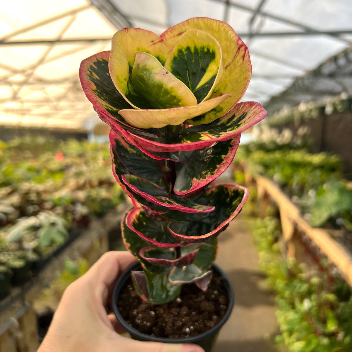 4" Croton ‘Rose’ – Canopy Plant Co.