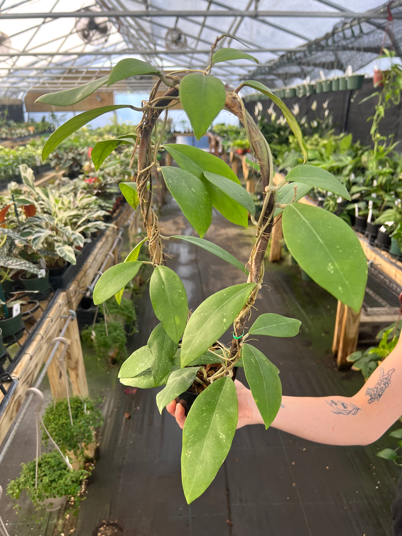 Canopy Plant Co. | Your Source For Unique Tropical Plants!