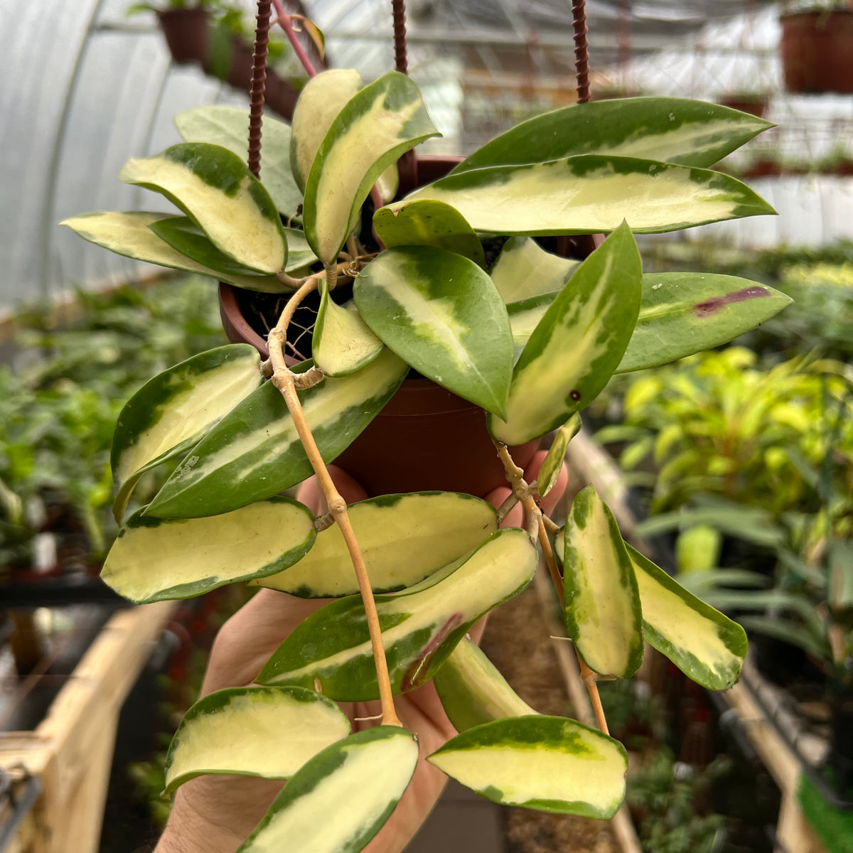 4" Hoya acuta inner variegated – Canopy Plant Co.