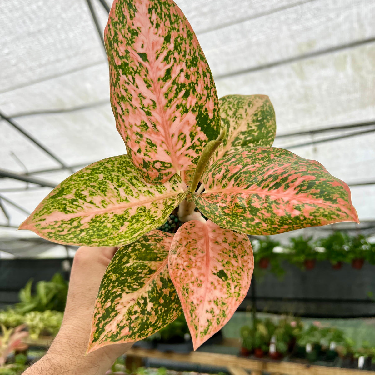 4” Aglaonema 'Orange Stardust' – Canopy Plant Co.