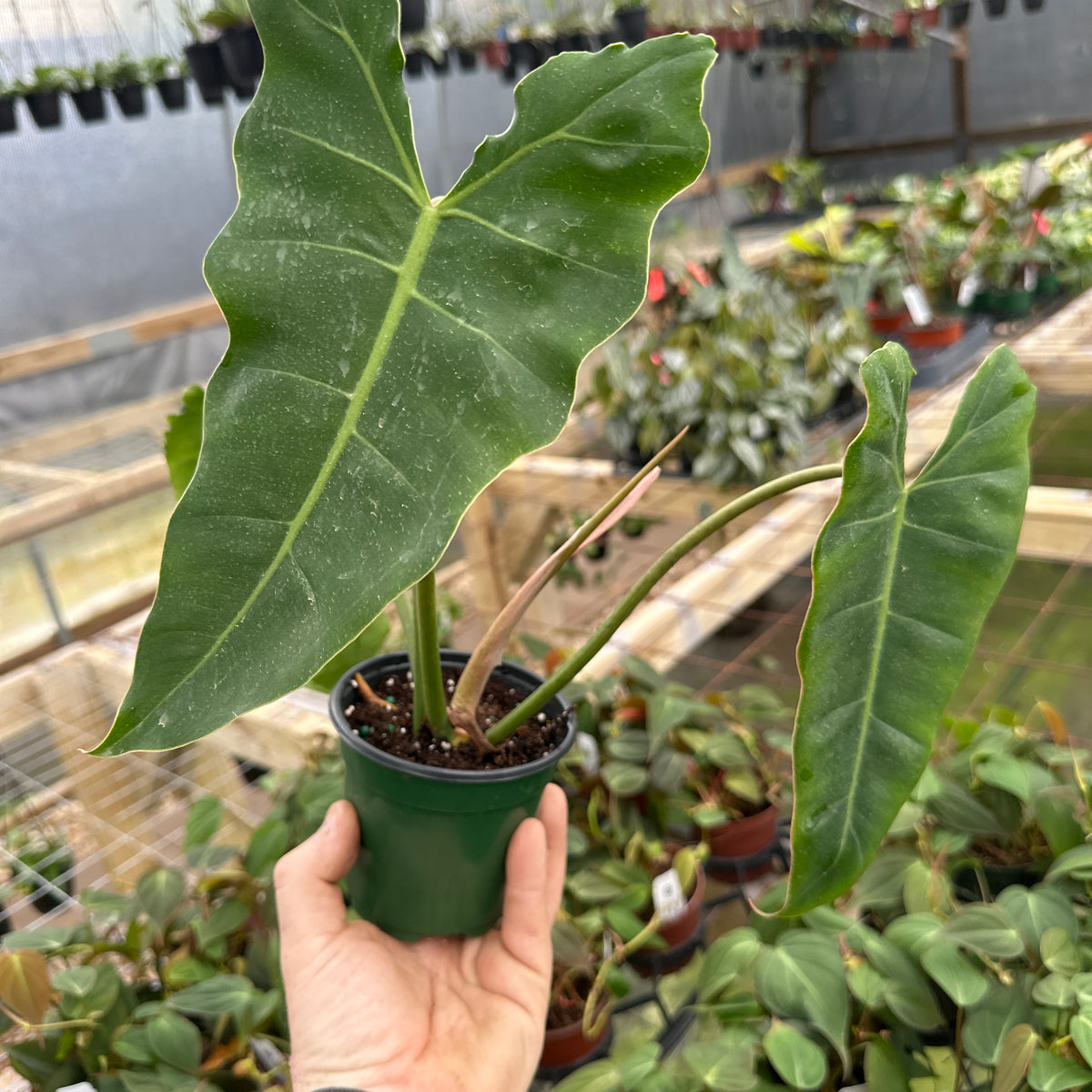 4" Philodendron radiatum x billietiae – Canopy Plant Co.