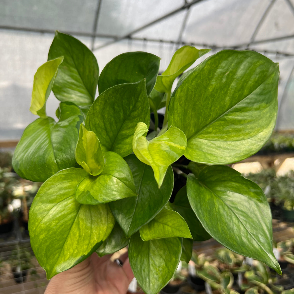 6" Pothos 'Lemon Top' – Canopy Plant Co.