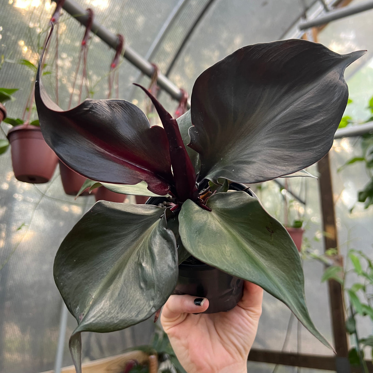 4" Philodendron ‘Red Heart’ – Canopy Plant Co.