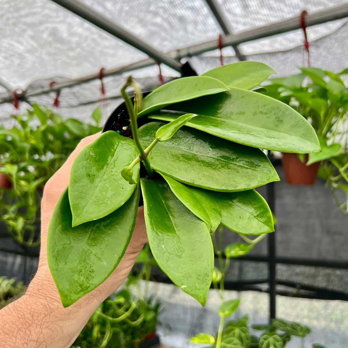 4" Hoya meliflua – Canopy Plant Co.